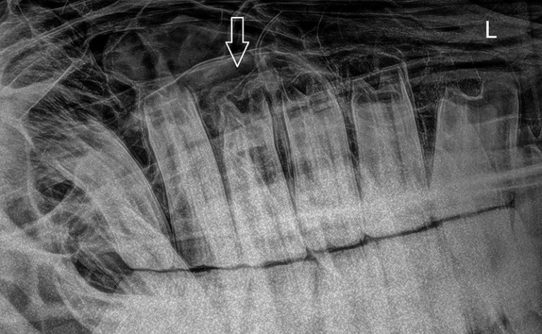 Voorhoofdsholte ontsteking | Equine Dental & Veterinary Care